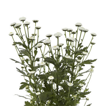 Chrysant. Santini Krissi | Wholesale Flowers | Santini Chrysanthemums ...