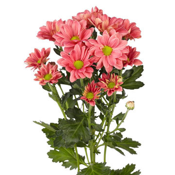 Buy wholesale cut Chrysanthemums online | Flower Suppliers | Wholesale ...