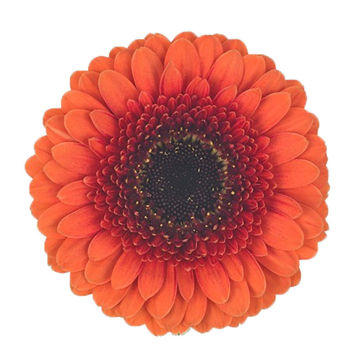 Germini | Flower Suppliers | Wholesale Flowers & Foliage