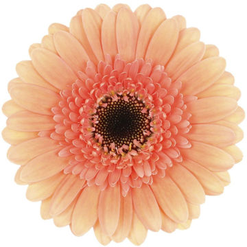 Germini | Flower Suppliers | Wholesale Flowers & Foliage