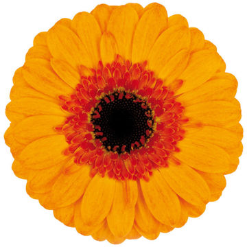 Germini Lobby | Wholesale Flowers | Germini | Flower Suppliers