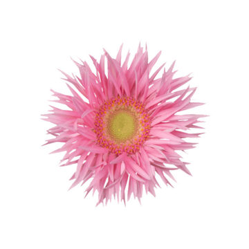 Buy wholesale cut Gerbera & Germini online | Flower Suppliers ...