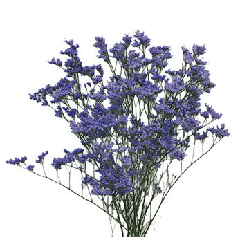 Limonium Shooting Star | Fresh Limonium & Statice | Wholesale Limonium ...
