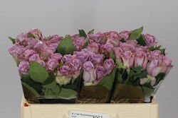 Rose Dancing Clouds | Cut Roses | Flower Suppliers Wholesale Flowers Direct