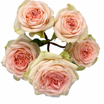 Rose Moon Dust | Cut Standard Roses | Flower Suppliers Wholesale ...