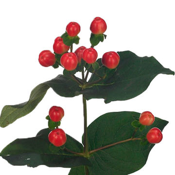 Hypericum | Flower Suppliers | Wholesale Flowers & Foliage
