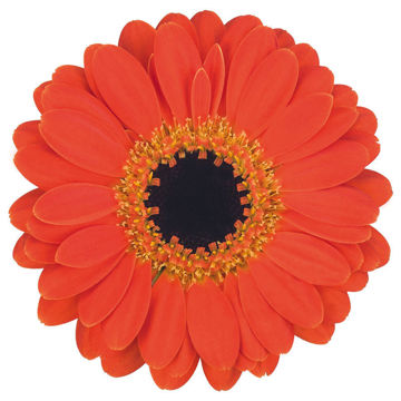 Buy wholesale cut Gerbera & Germini online | Wholesale Cut Flowers Direct
