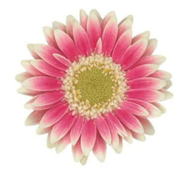 Buy wholesale cut Gerbera & Germini online | Flower Suppliers ...