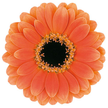Buy wholesale cut Gerbera & Germini online | Flower Suppliers ...