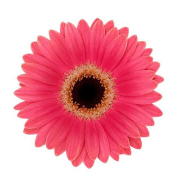 Buy wholesale cut Gerbera & Germini online | Flower Suppliers ...