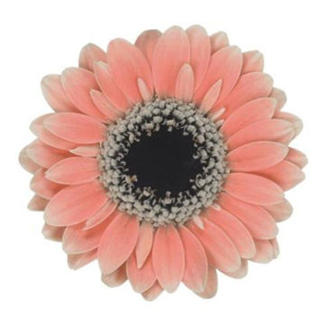 Buy wholesale cut Gerbera & Germini online | Flower Suppliers ...