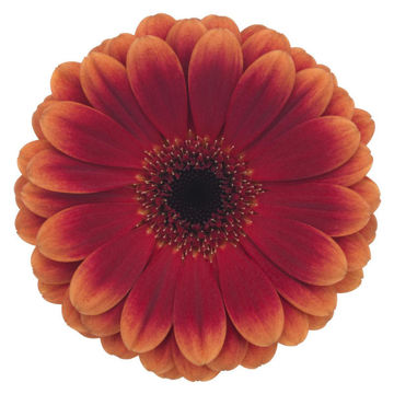 Germini Applause | Wholesale Flowers | Gerbera & Germini | Flower Suppliers