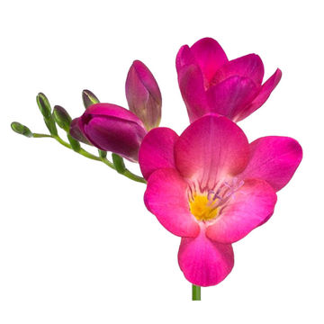 Freesia Honeymoon | Wholesale Flowers | Freesia | Flower Suppliers