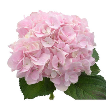 Buy wholesale cut Hydrangea online | Flower Suppliers | Wholesale ...