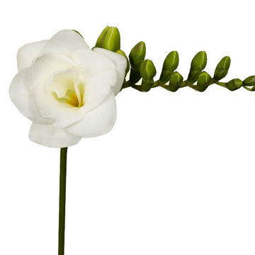 Freesia White River | Wholesale Flowers | Freesia | Flower Suppliers