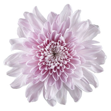 Buy wholesale cut Chrysanthemums online | Flower Suppliers | Wholesale ...
