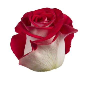 Buy wholesale cut Roses online | Flower Suppliers | Wholesale Flowers ...