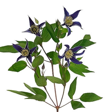 Clematis Amazing Geneva | Wholesale Flowers | Clematis | Flower Suppliers