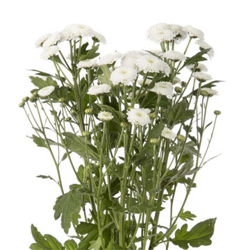 Buy wholesale cut Chrysanthemums online | Flower Suppliers | Wholesale ...