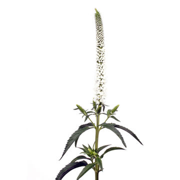 Veronica White | Wholesale Flowers | Veronica | Flower Suppliers