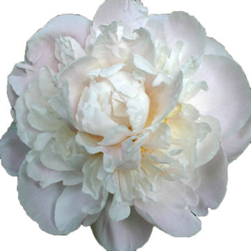 Peony | Flower Suppliers | Wholesale Flowers & Foliage