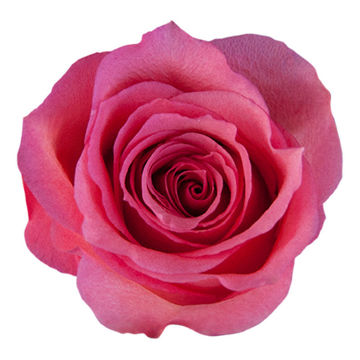 Buy wholesale cut Roses online | Flower Suppliers | Wholesale Flowers ...