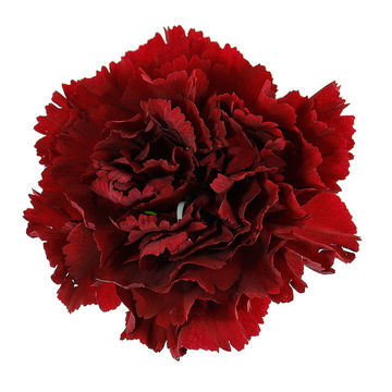 Buy wholesale cut Carnations online | Flower Suppliers | Wholesale ...