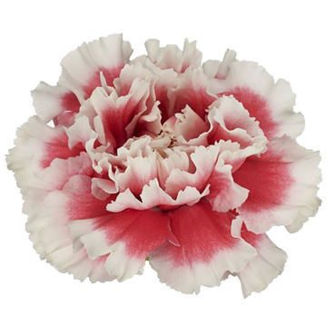 Buy wholesale cut Carnations online | Flower Suppliers | Wholesale ...