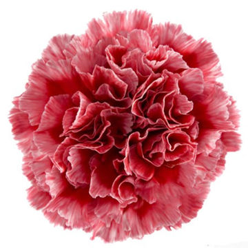 Buy wholesale cut Carnations online | Flower Suppliers | Wholesale ...