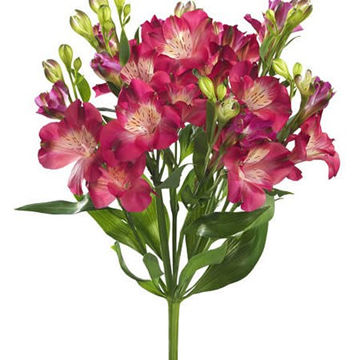 Alstroemeria Charmelia Bridesmaid | Cut Mothers Day | Flower Suppliers ...