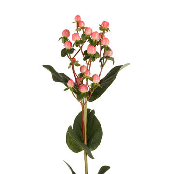 Hypericum Coco Tiamo | Wholesale Cut Flowers Direct