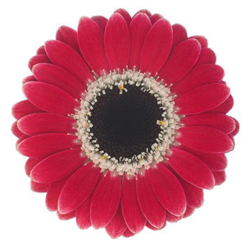 Buy wholesale cut Gerbera & Germini online | Wholesale Cut Flowers Direct