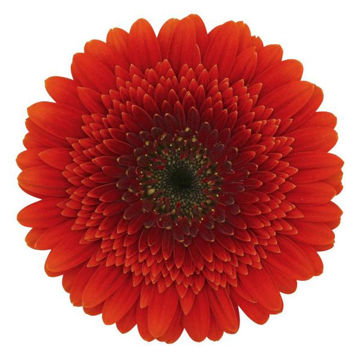 Buy wholesale cut Gerbera & Germini online | Flower Suppliers ...