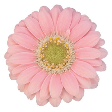 Germini Cupcake | Cut Gerbera & Germini | Flower Suppliers Wholesale ...