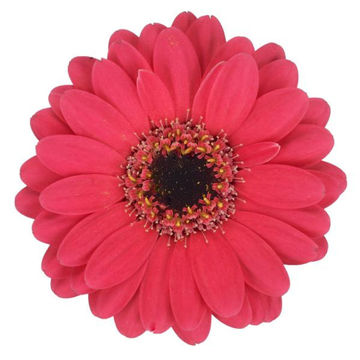 Buy wholesale cut Gerbera & Germini online | Wholesale Cut Flowers Direct