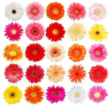 Buy wholesale cut Gerbera & Germini online | Flower Suppliers ...