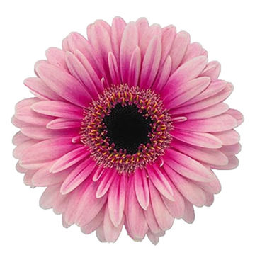 Buy wholesale cut Gerbera & Germini online | Flower Suppliers ...