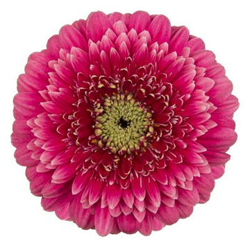 Germini | Flower Suppliers | Wholesale Flowers & Foliage