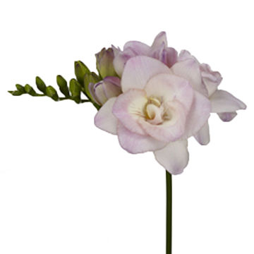 Freesia Peachy Queen | Wholesale Flowers | Freesia | Flower Suppliers