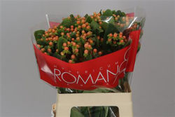 Hypericum Mellow Romance | Wholesale Cut Flowers Direct