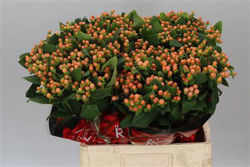 Hypericum Mellow Romance | Wholesale Cut Flowers Direct