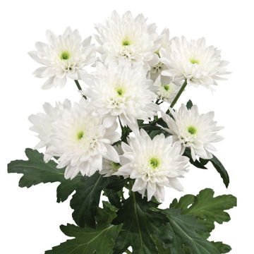 Buy wholesale cut Chrysanthemums online | Flower Suppliers | Wholesale ...