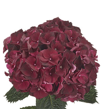 Buy wholesale cut Hydrangea online | Flower Suppliers | Wholesale ...