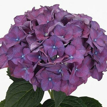 Buy wholesale cut Hydrangea online | Flower Suppliers | Wholesale ...