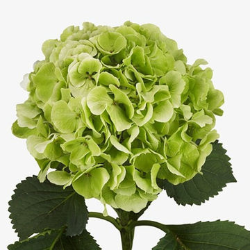 Buy wholesale cut Hydrangea online | Flower Suppliers | Wholesale ...
