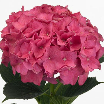 Buy wholesale cut Hydrangea online | Flower Suppliers | Wholesale ...