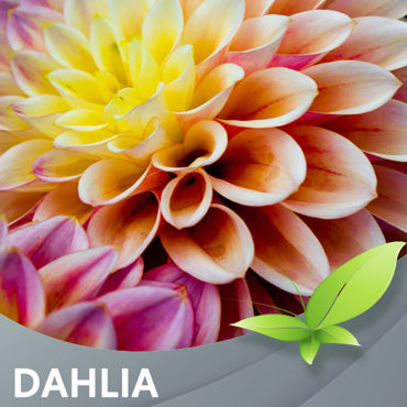 Wholesale Cut Flowers Direct
