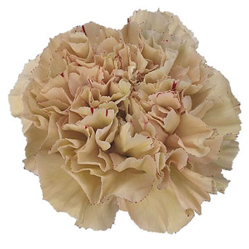 Carnation Brut | Wholesale Flowers | Carnations | Flower Suppliers