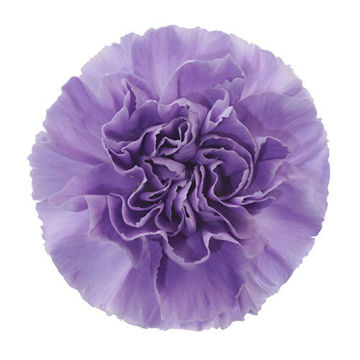 Carnation Moonlite | Wholesale Flowers | Bloom Carnations | Flower ...
