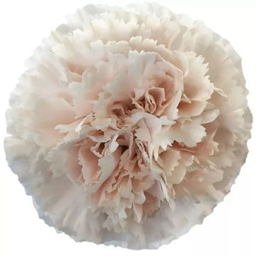 Buy wholesale cut Carnations online | Flower Suppliers | Wholesale ...